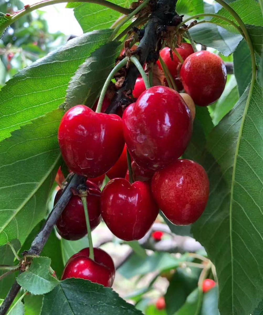 Chile’s Cherry Exports Stable, Shipments Expected in Weeks 49–52