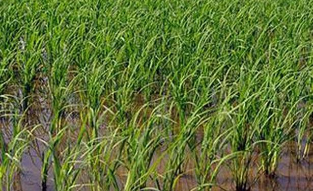 AP govt to take up paddy procurement at villages