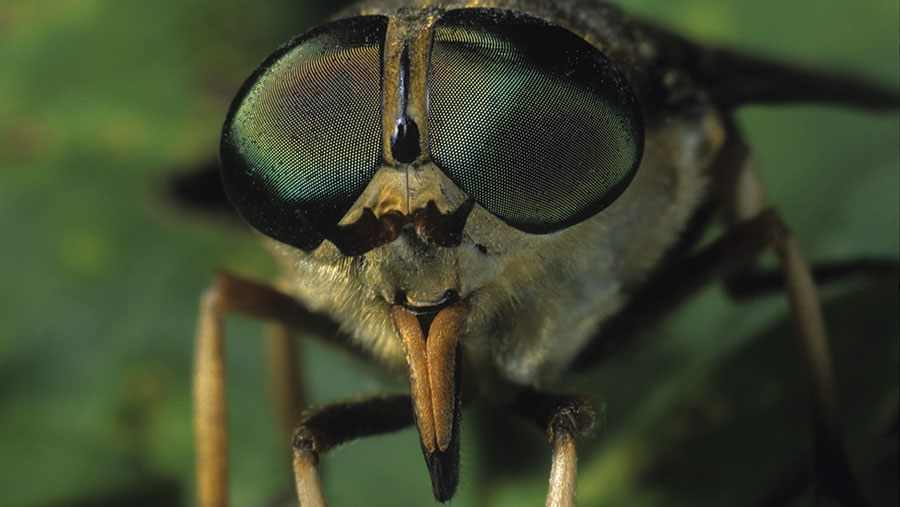 How to protect your pig farm from flies