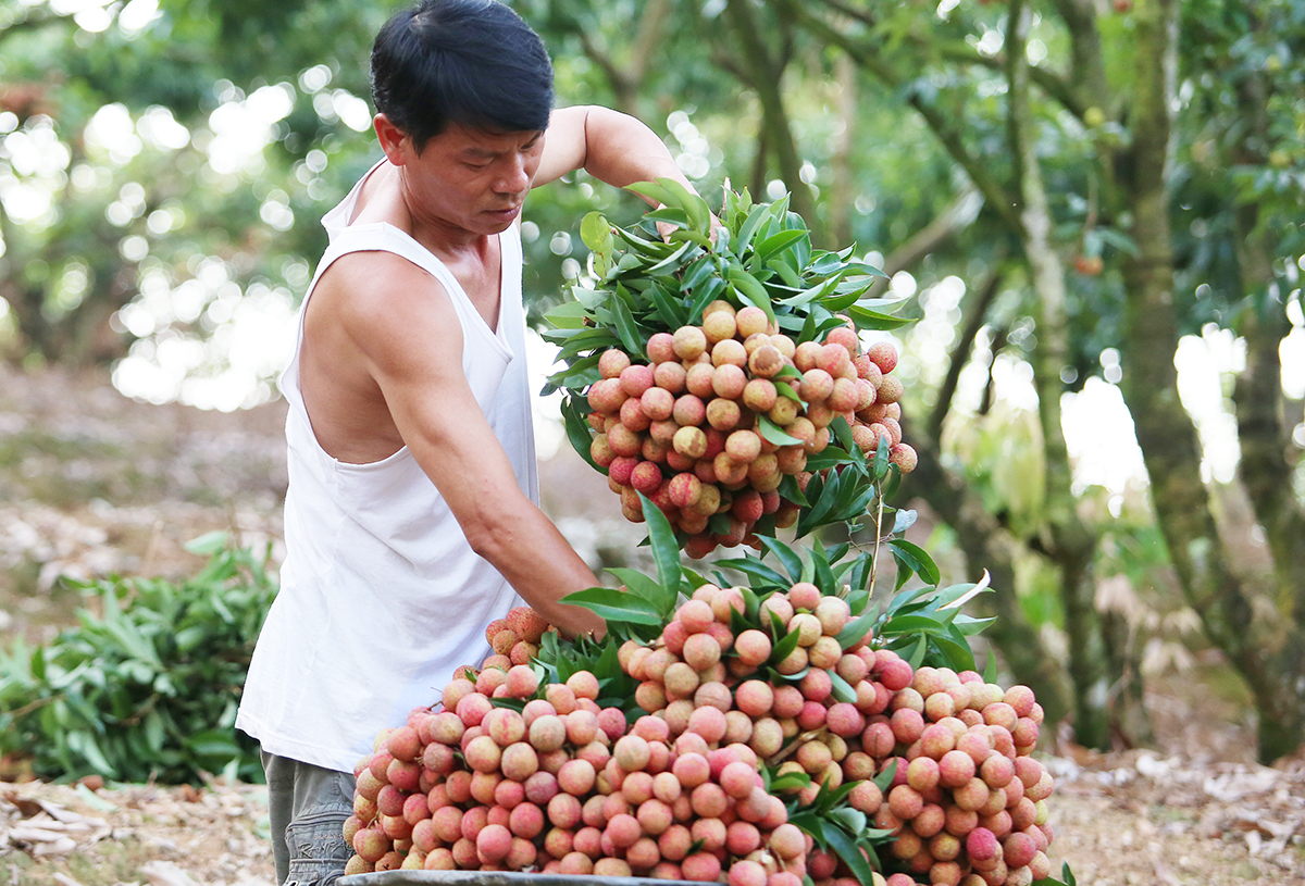 Fruit exporters hit by rising air freight costs