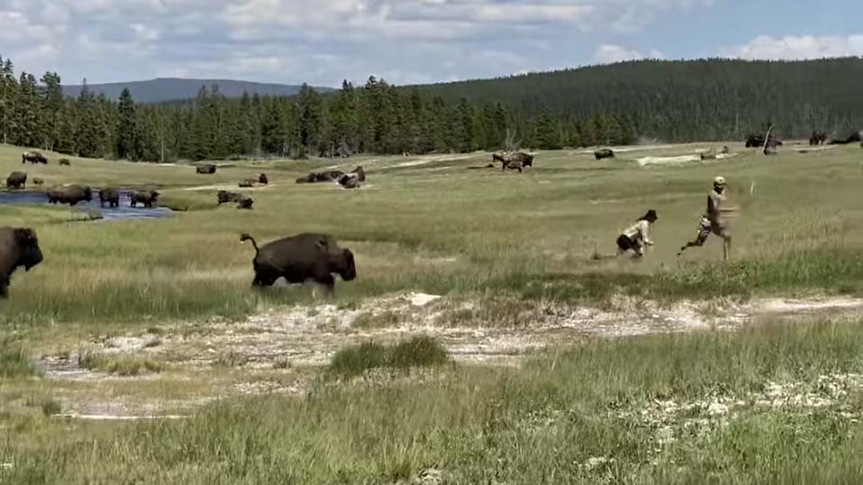Yellowstone Tourist Trips And Falls When Charging Bison Takes After Her