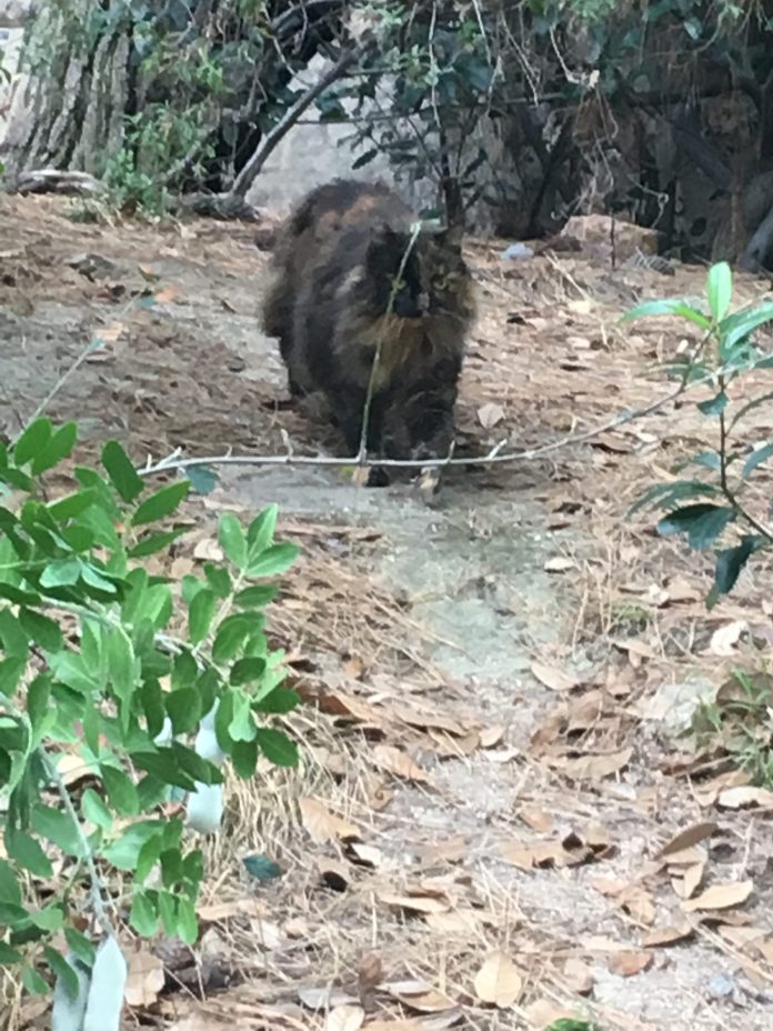 Cats Spotted in EPCOT On Top of the Mission Space Cargo Bay Shop