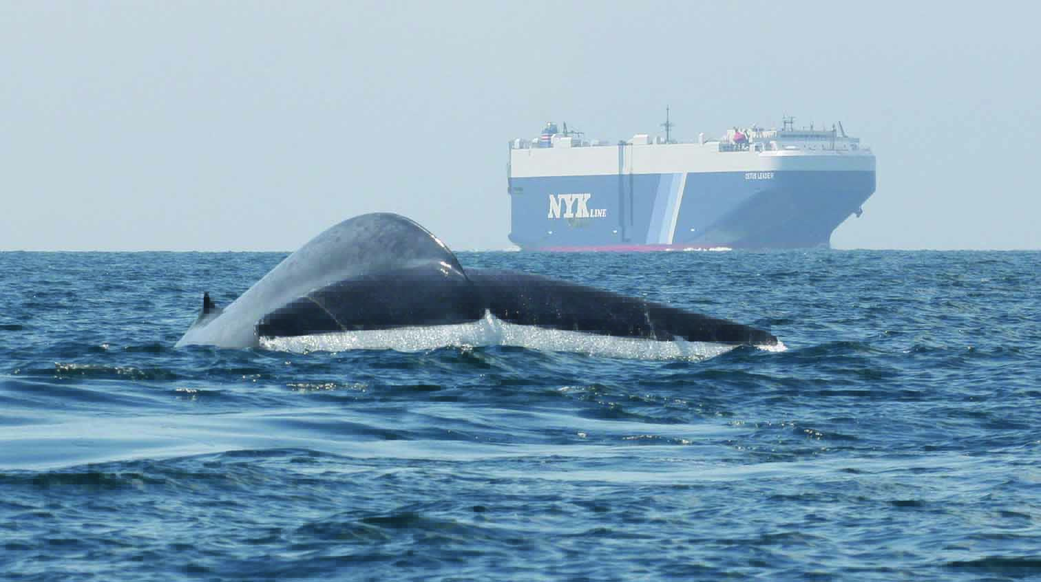 UCSB center helps cargo ships steer clear of whales