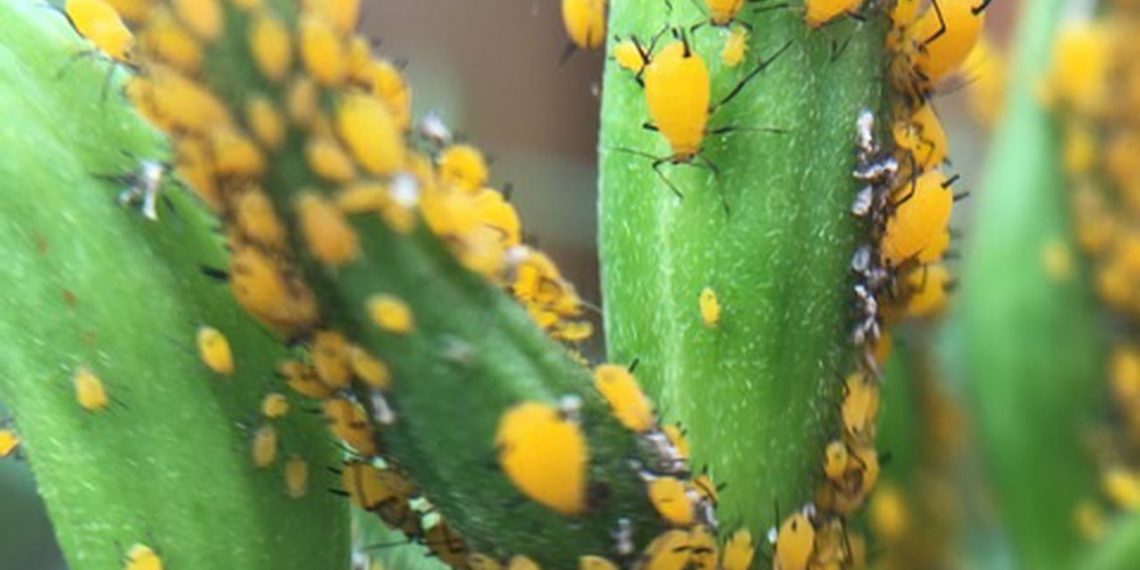 How to get rid of aphids on milkweed? Ask an expert