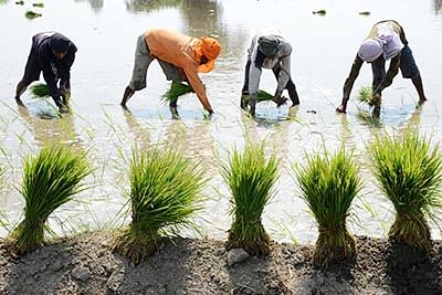 Registration drive for paddy procurement begins