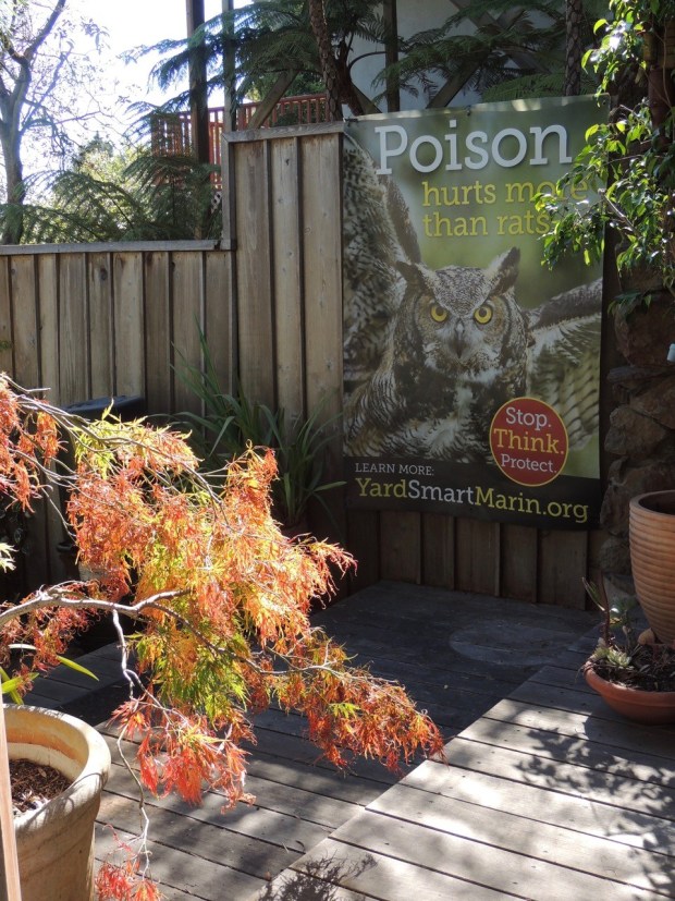 Eww, rats are everywhere; here's how to control them