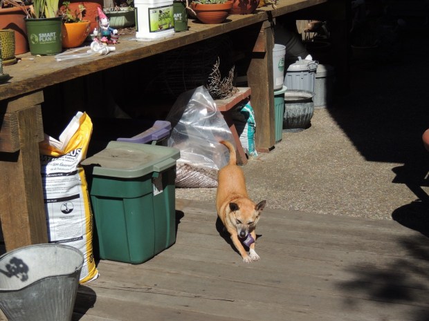 Eww, rats are everywhere; here's how to control them